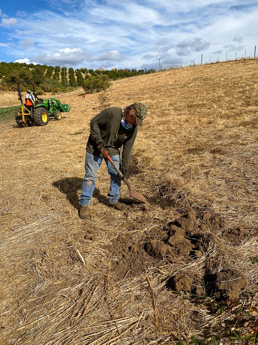 Hillview Farms Pollinator Hedgerow - Placer Resource Conservation District
