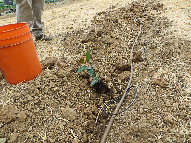 Hillview Farms Pollinator Hedgerow - Placer Resource Conservation District