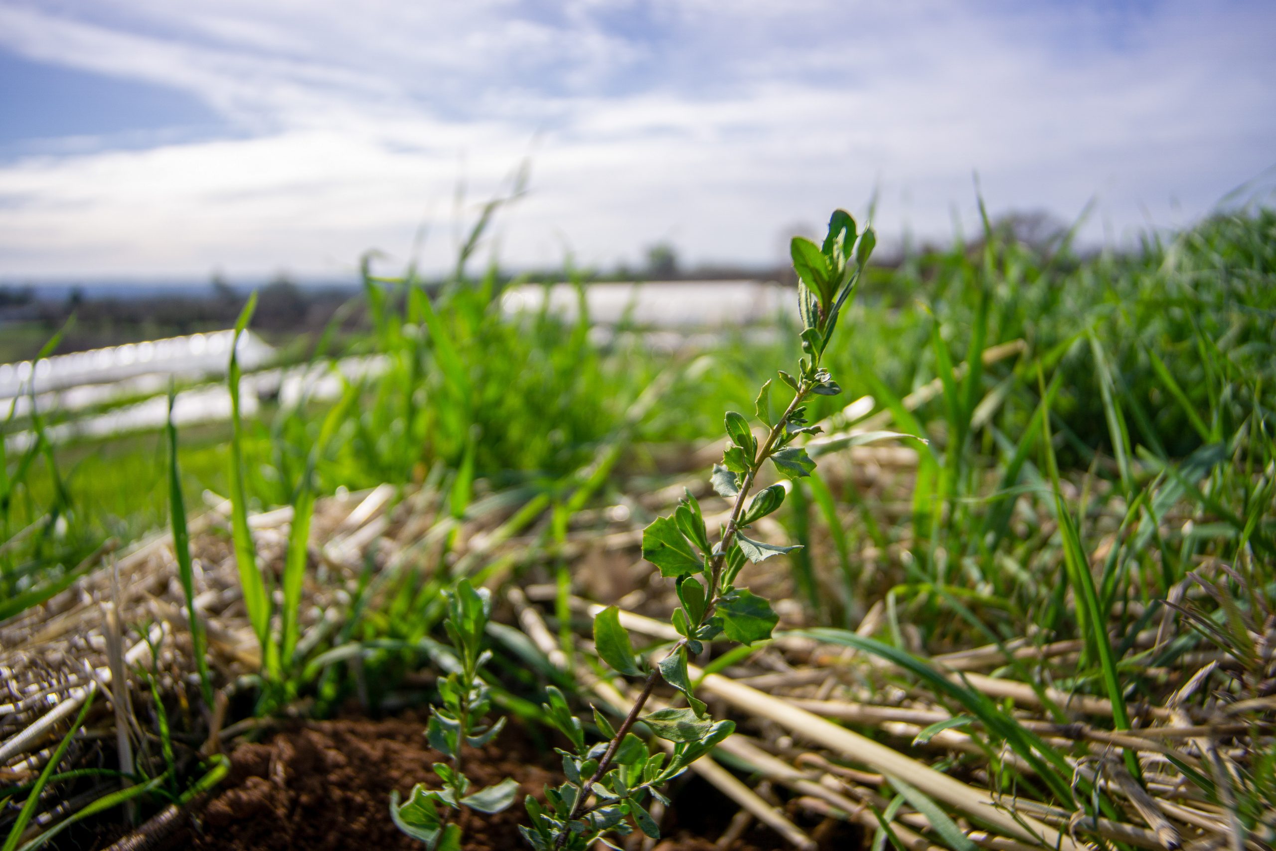 Hillview Farms Pollinator Hedgerow - Placer Resource Conservation District