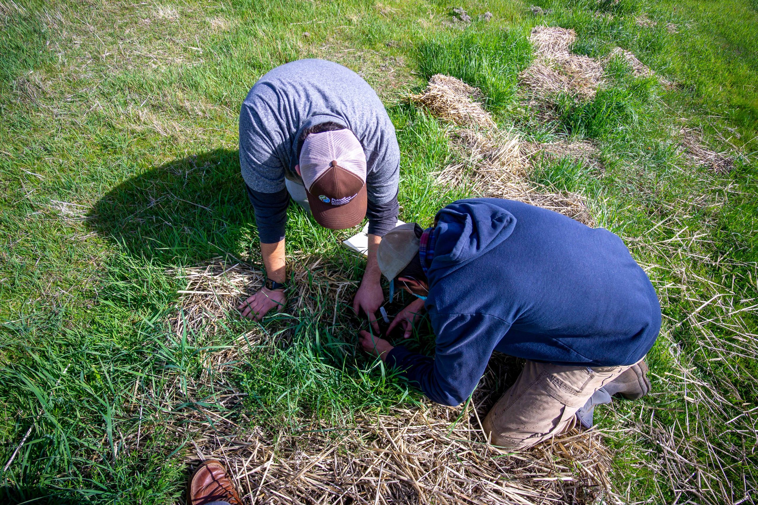 Hillview Farms Pollinator Hedgerow - Placer Resource Conservation District