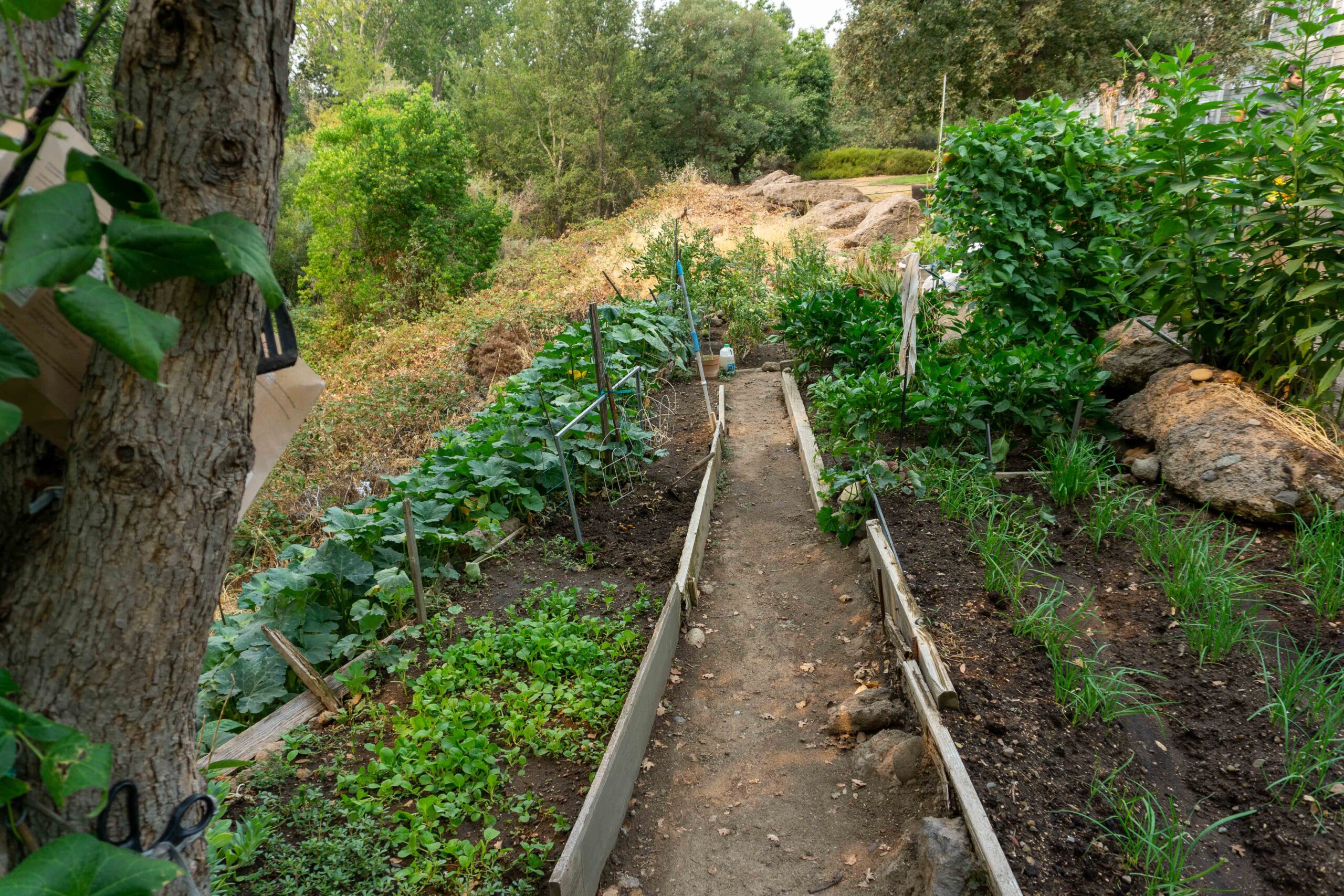 2021 Placer County Community Gardens Review - Placer Resource ...