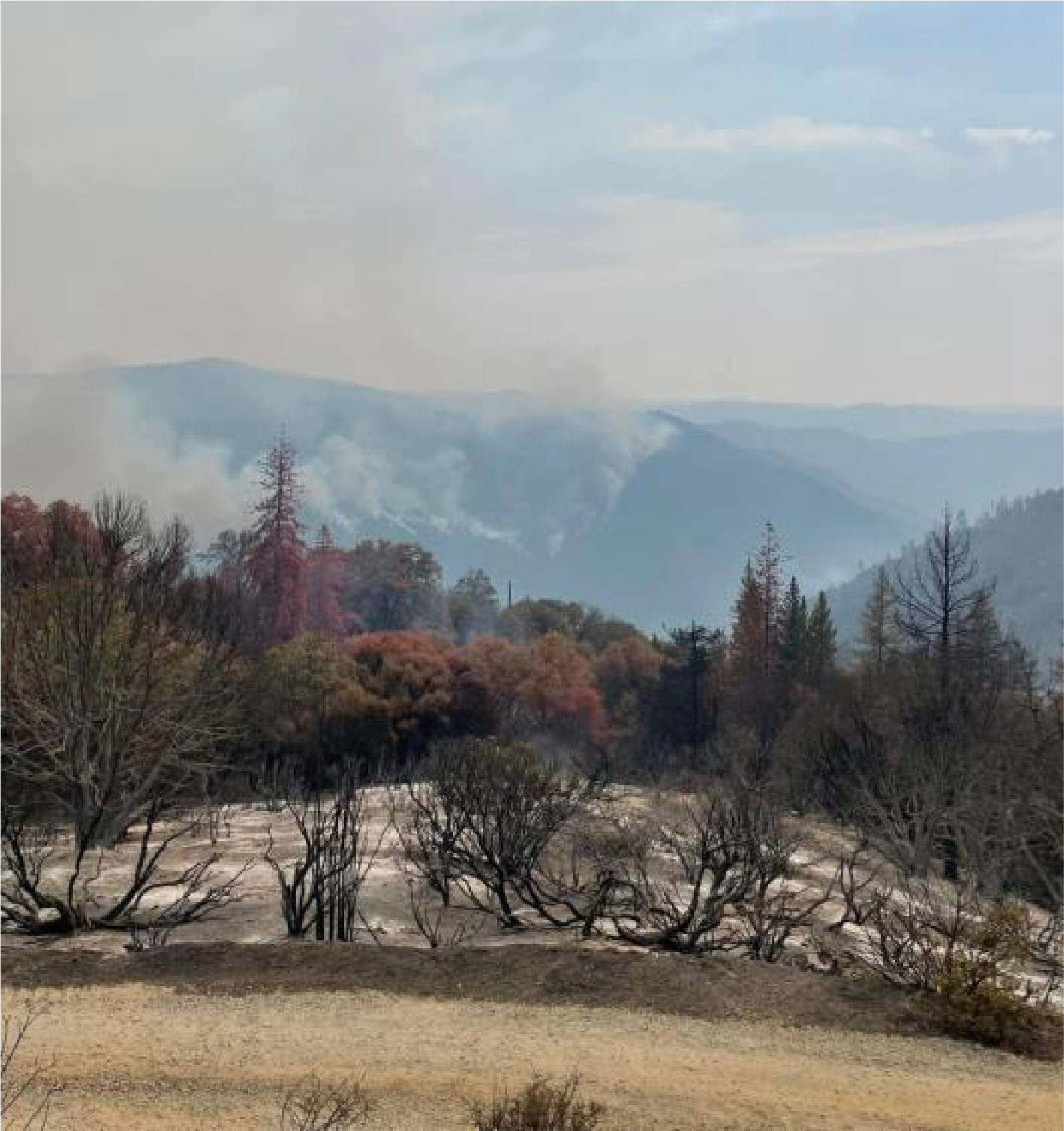 Mosquito Fire Recovery and Reforestation - Placer Resource Conservation ...